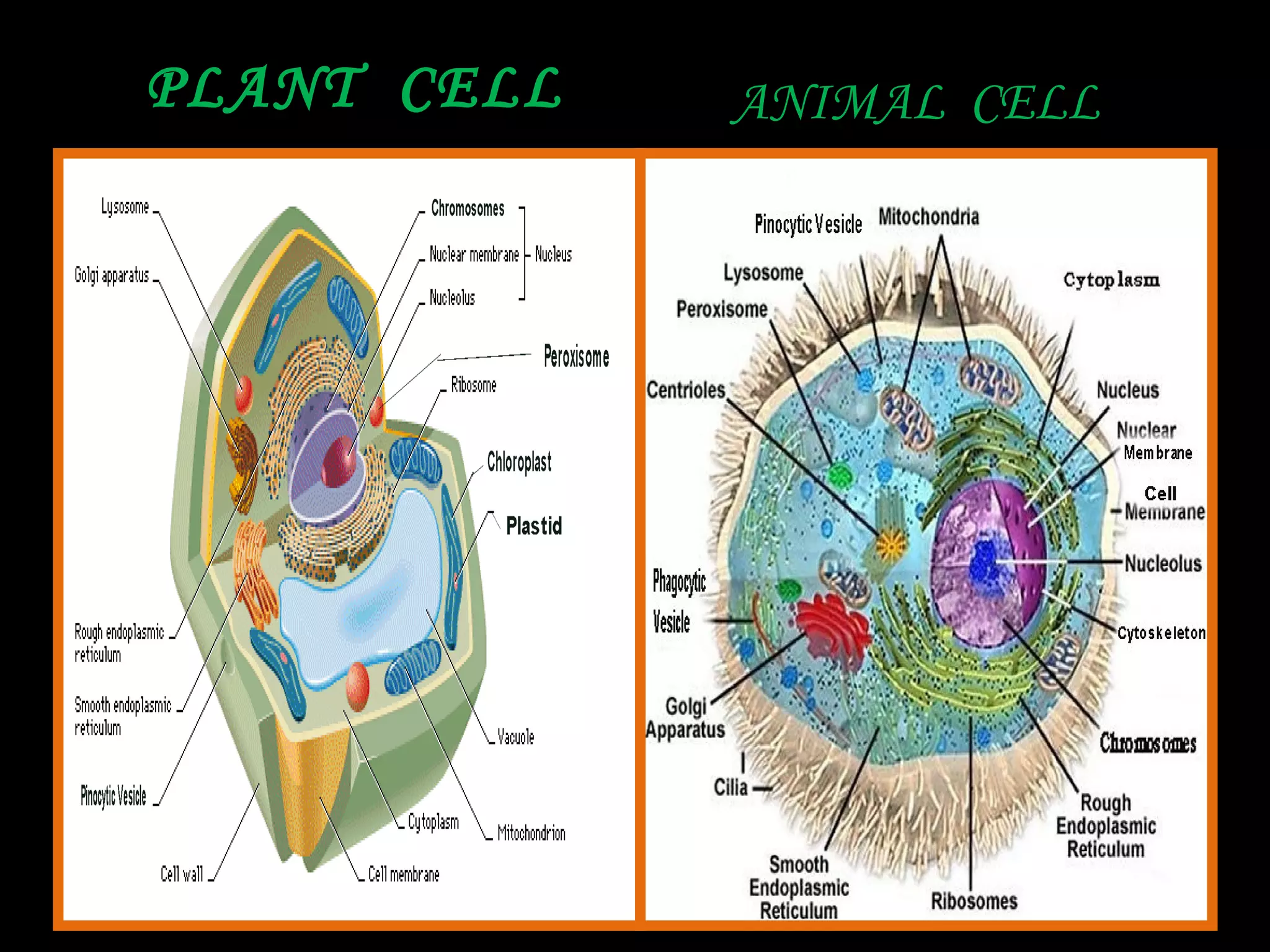 Plant Cell.Ppt.Final | PPT