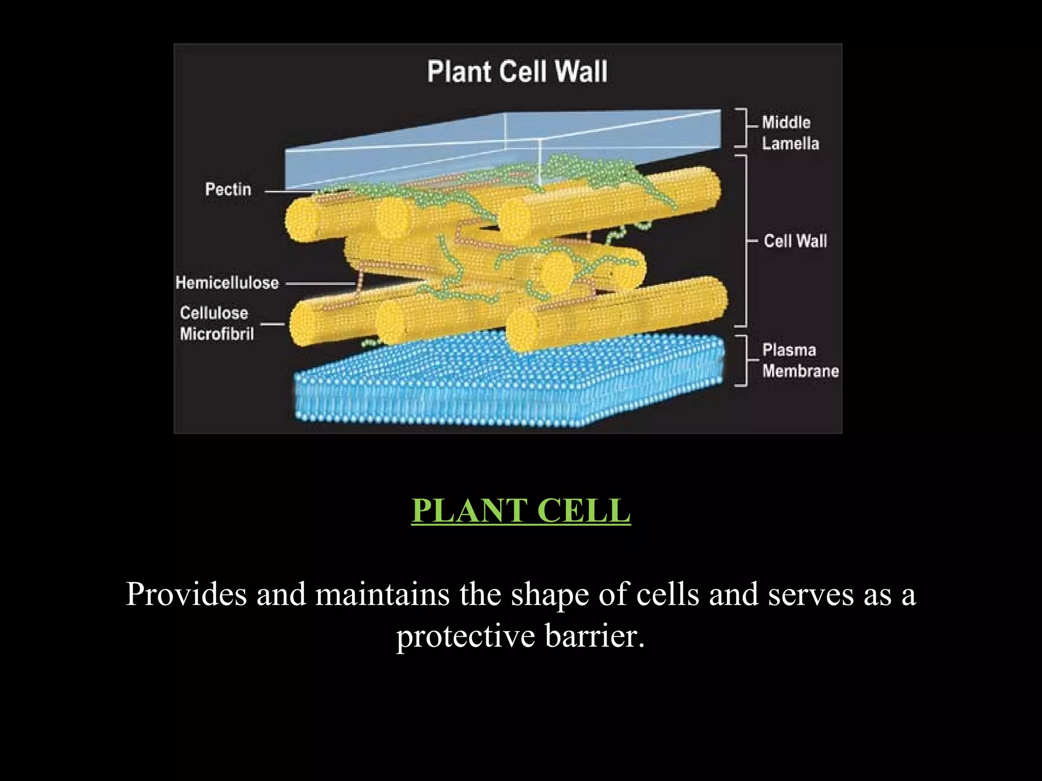 Plant Cell.Ppt.Final | PPT