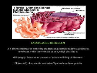 Plant Cell.Ppt.Final | PPT