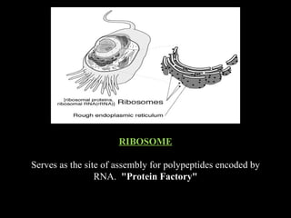 Plant Cell.Ppt.Final | PPT