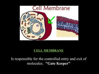 Plant Cell.Ppt.Final | PPT