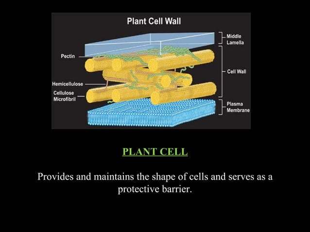 Plant Cell.Ppt.Final | PPT