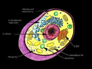 Human Cell Model For Kids