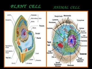 Cilia Plant Cell