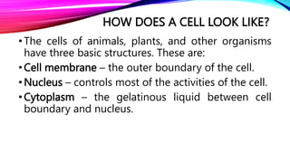 PLANT CELL AND ANIMAL CELL grade 71.pptx