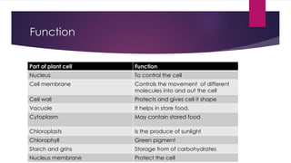 Grade 8B - Plant Cell and Function - Group 2 | PPTX