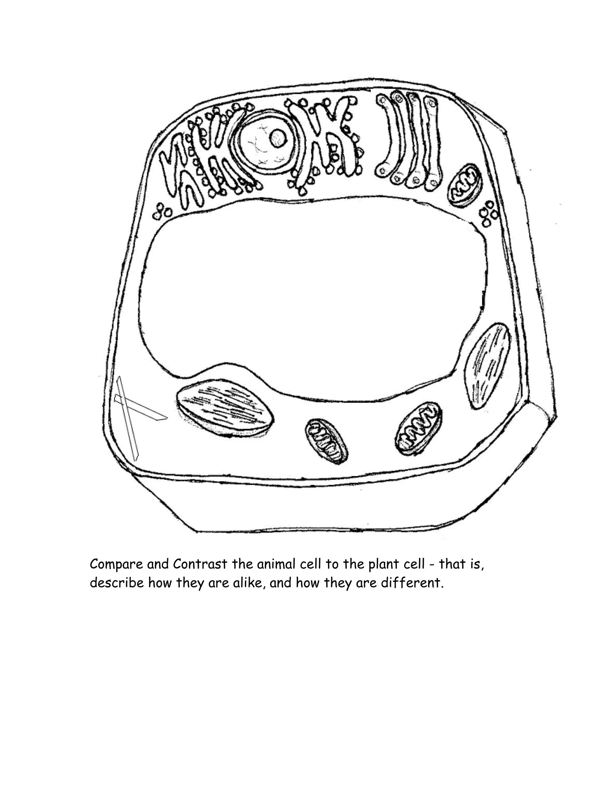 Biology - Plant Cell Coloring | PDF