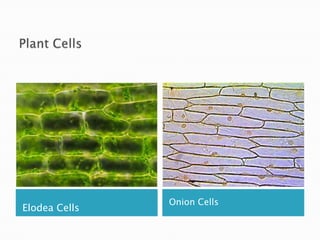 Plant cell comparison | PPTX