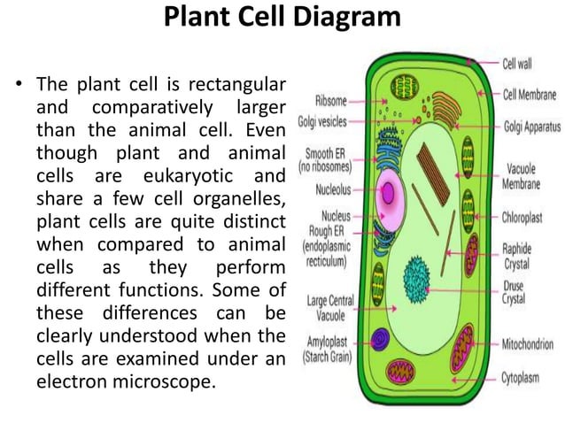 Plant Cell constituents | PPTX