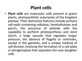 Kingdom Plantae Cells