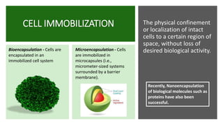 Plant Cell Immobilization for Secondary Metabolite Production with ...