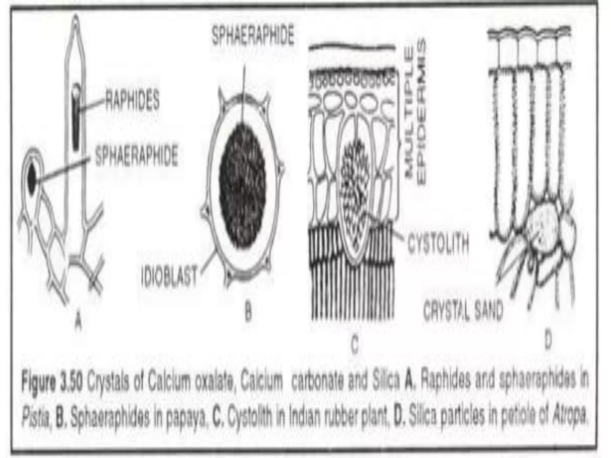 Plant cell inclusion and constituents | PPTX