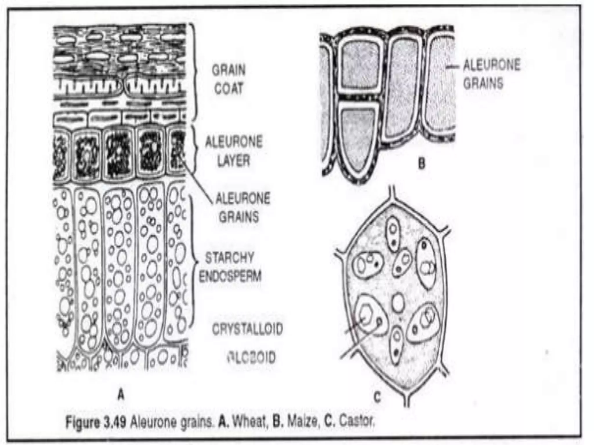 Plant cell inclusion and constituents | PPTX