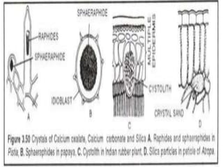 Plant cell inclusion and constituents | PPTX