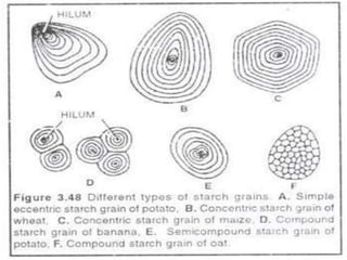 Plant cell inclusion and constituents | PPTX