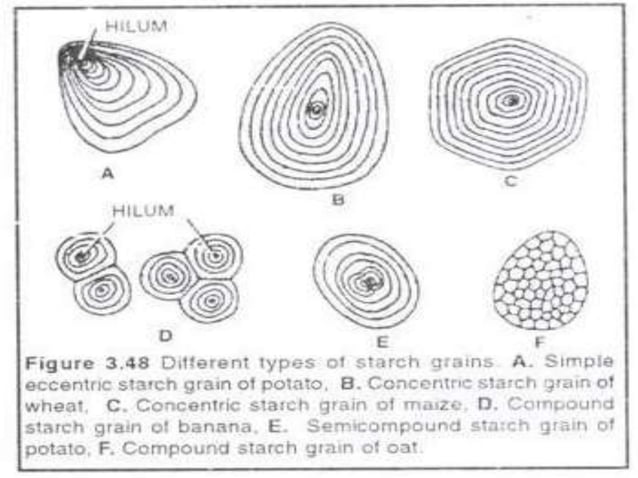 Plant cell inclusion and constituents | PPTX
