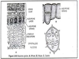 Plant cell inclusion and constituents | PPTX