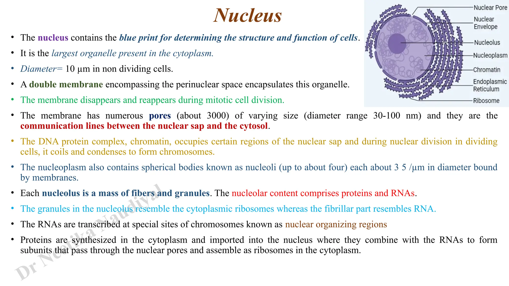 Plant Cell Organelles and their functions | PPTX