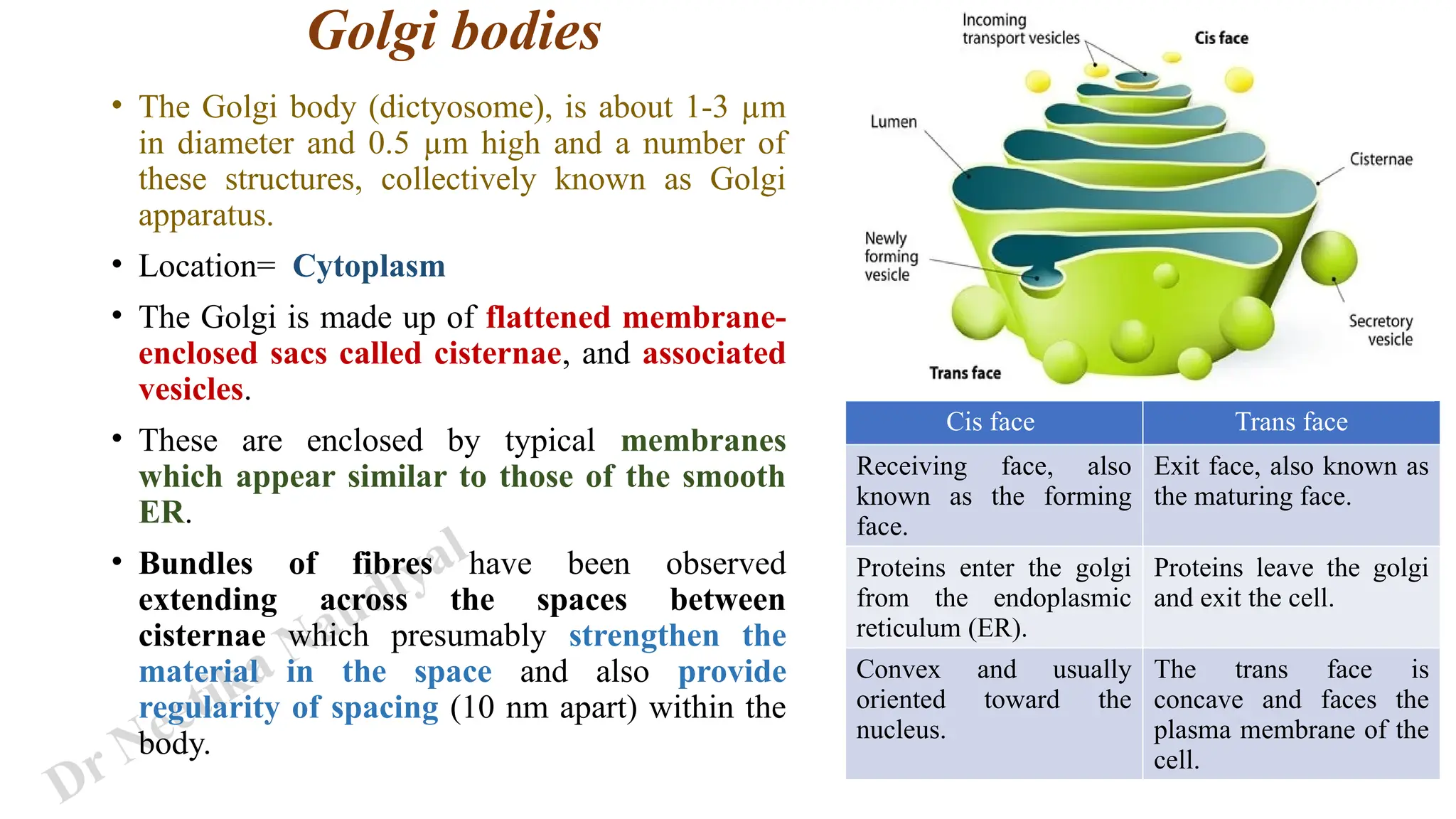 Plant Cell Organelles and their functions | PPTX
