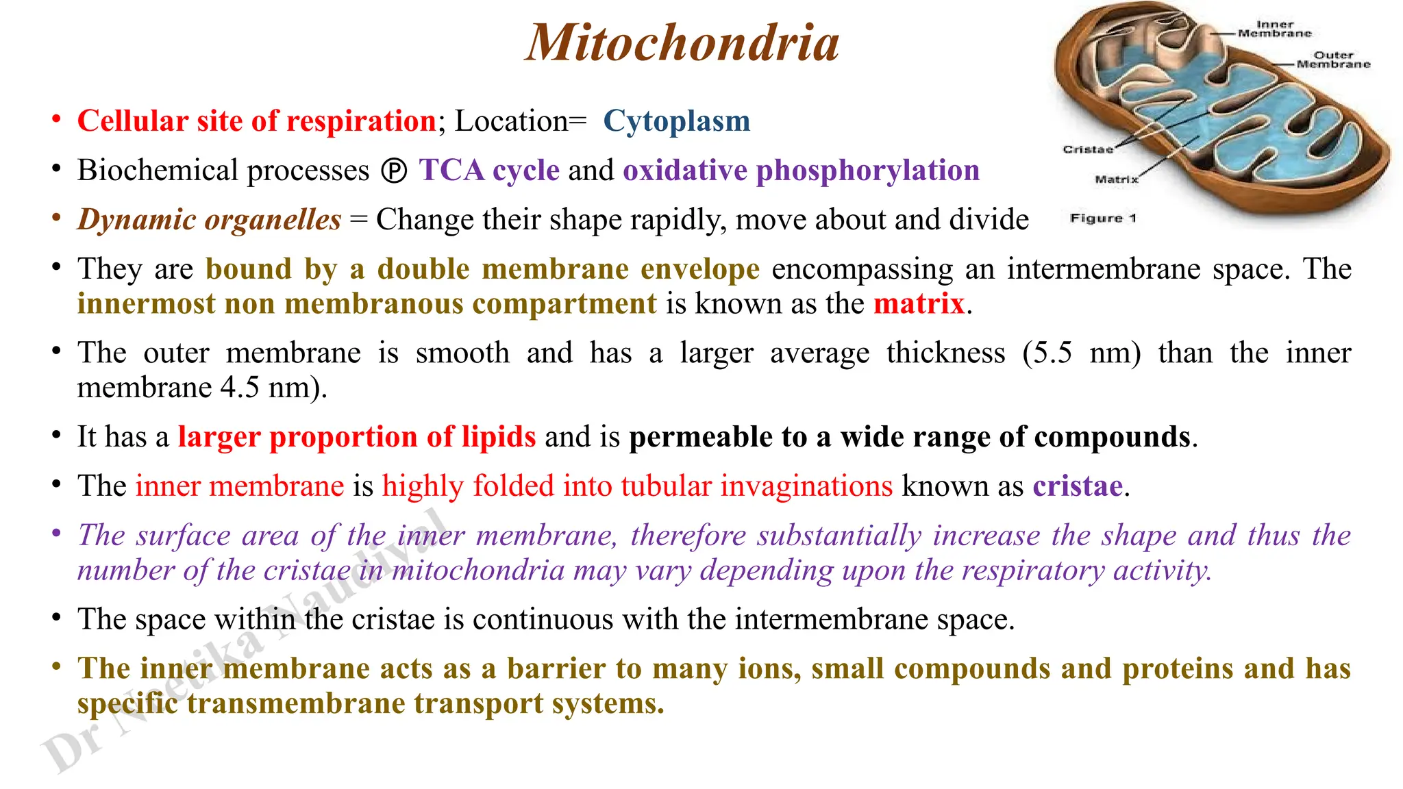 Plant Cell Organelles and their functions | PPTX