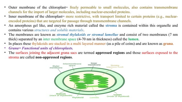 Plant Cell Organelles and their functions | PPT