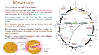 Plant Cell Organelles and their functions | PPTX
