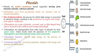 Plant Cell Organelles and their functions | PPTX