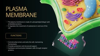Plant Cell Organelles NGSS Educational Presentation in Black and Yellow ...