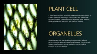 Plant Cell Organelles NGSS Educational Presentation in Black and Yellow ...