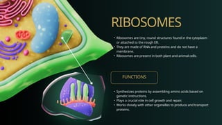 Plant Cell Organelles NGSS Educational Presentation in Black and Yellow ...