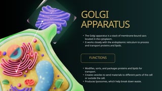 Plant Cell Organelles NGSS Educational Presentation in Black and Yellow ...