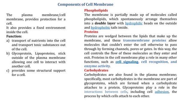 Plant cell Overiew | PPT