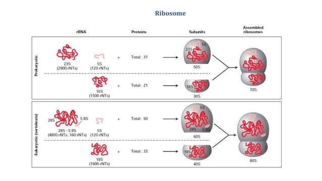 Plant cell Overiew | PPT
