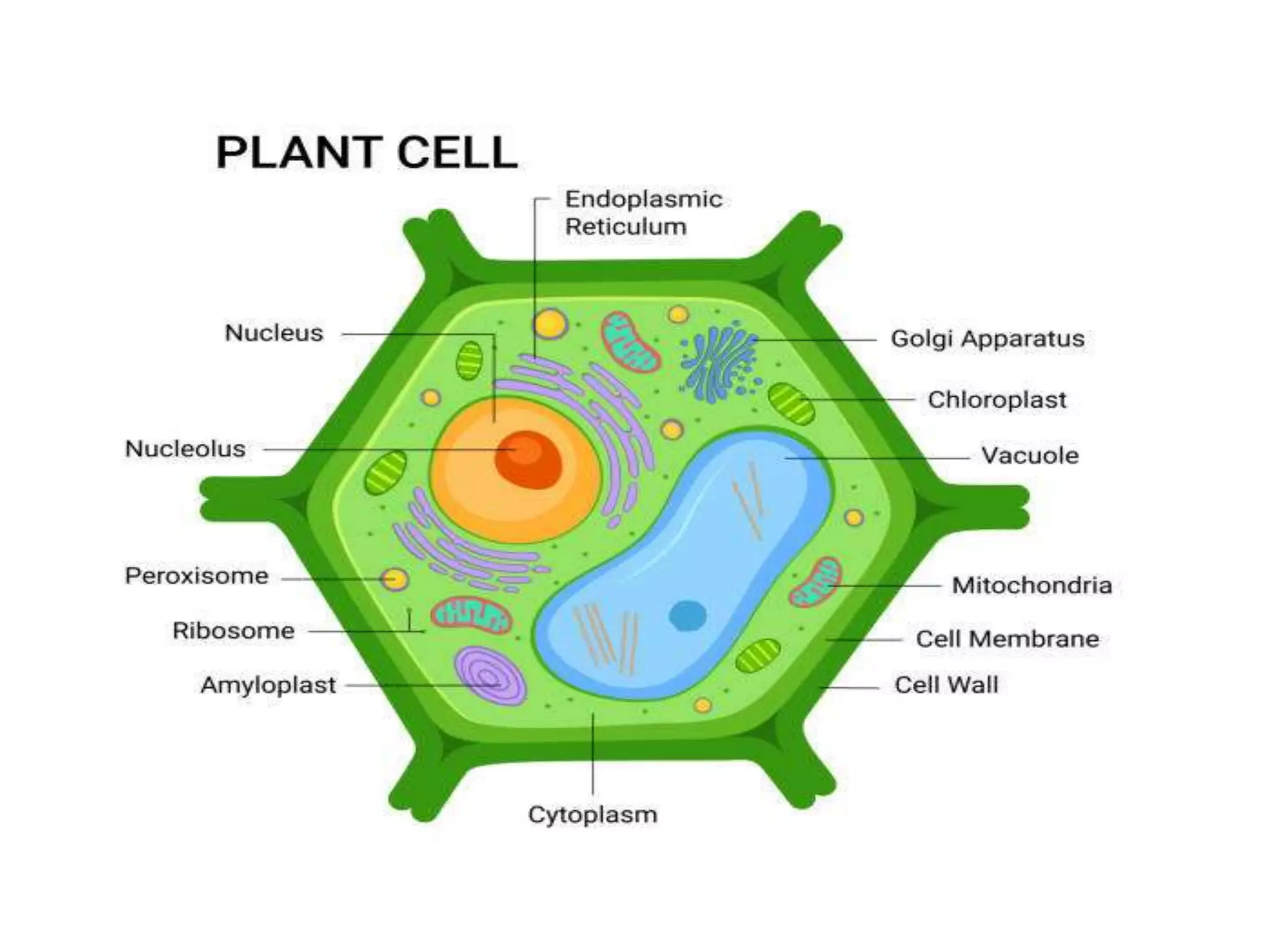 Plant cell; Overview.pptx