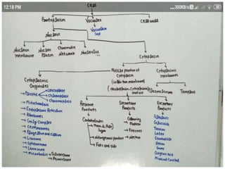 Plant cell; Overview.pptx