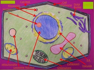 plant Cell PPT full chapter covered present | PPT