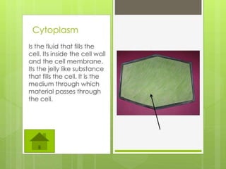 plant Cell PPT full chapter covered present | PPTX