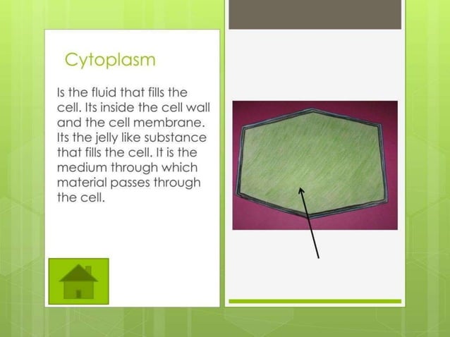 plant Cell PPT full chapter covered present | PPTX