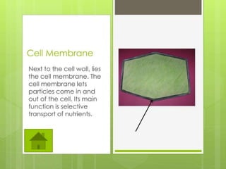 plant Cell PPT full chapter covered present | PPT