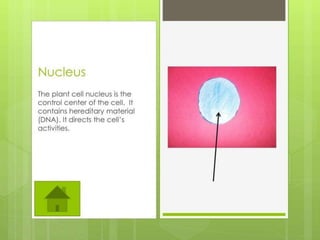 plant Cell PPT full chapter covered present | PPT