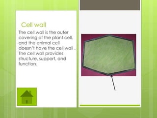plant Cell PPT full chapter covered present | PPTX