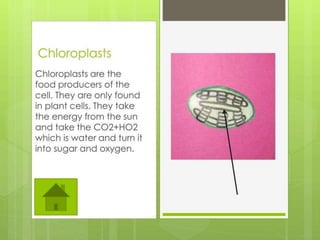 plant Cell PPT full chapter covered present | PPTX