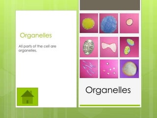 plant Cell PPT full chapter covered present | PPT