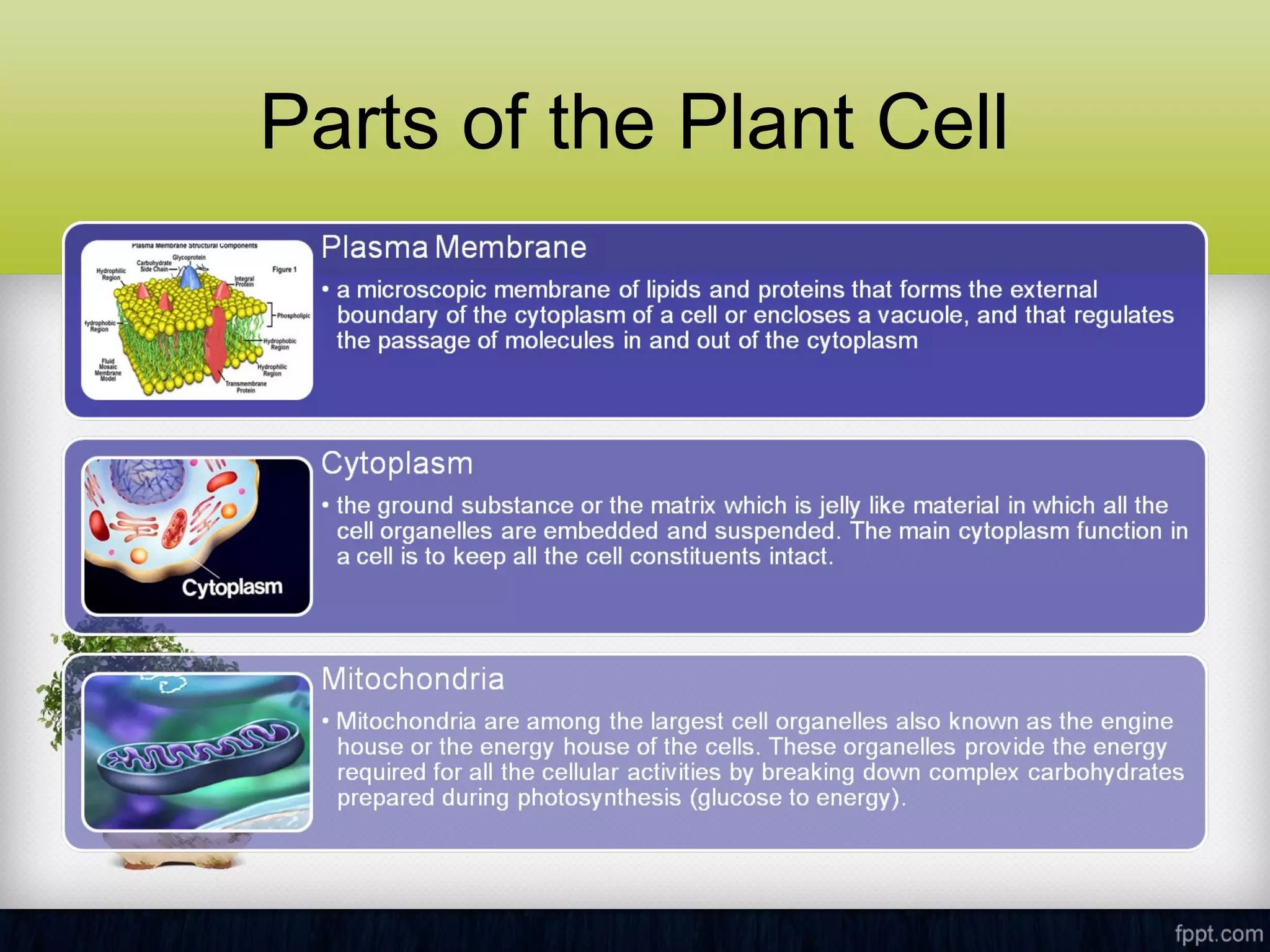 Plant cell rex | PPT