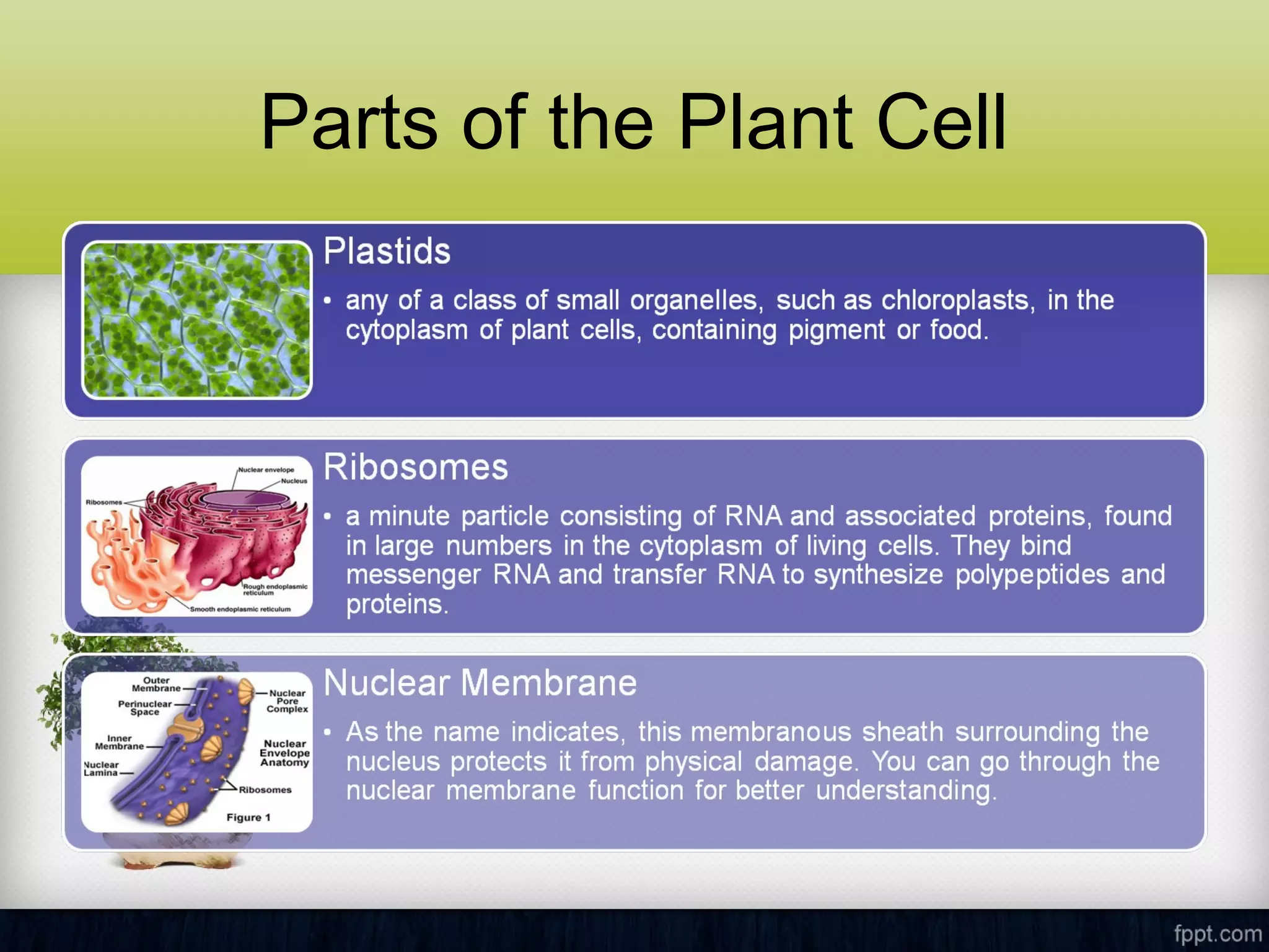 Plant cell rex | PPT