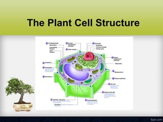 Plant cell rex | PPT