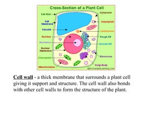 Plant cells | PPT