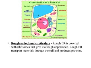 Plant cells | PPT