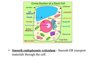 Plant cells | PPT
