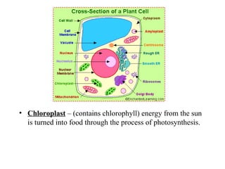 Plant cells | PPT
